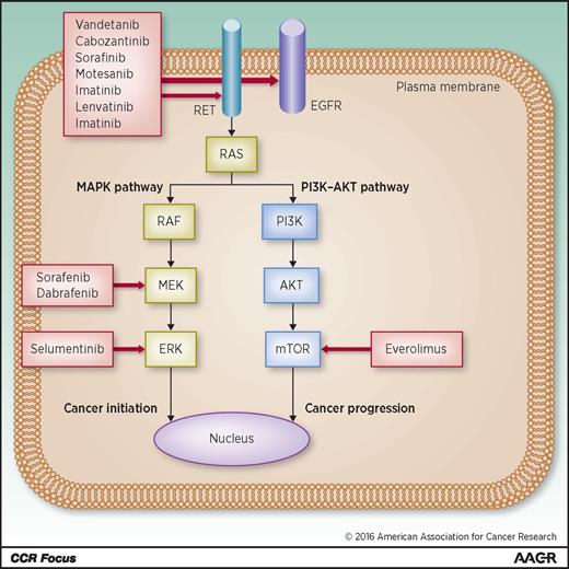 Thyroid Cancer: Risk-Stratified Management and Individualized Therapy | Clinical Cancer Research ...