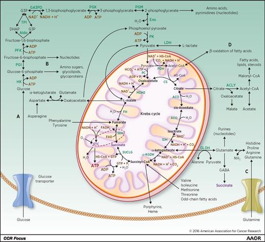 Pheochromocytoma: The First Metabolic Endocrine Cancer | Clinical ...