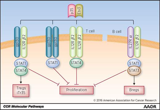 Molecular Pathways: Interleukin-35 in Autoimmunity and Cancer ...