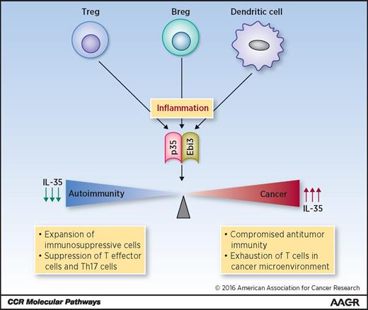Molecular Pathways: Interleukin-35 in Autoimmunity and Cancer ...