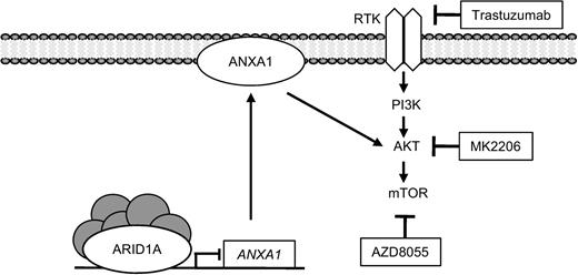 Loss of ARID1A Activates ANXA1, which Serves as a Predictive Biomarker ...