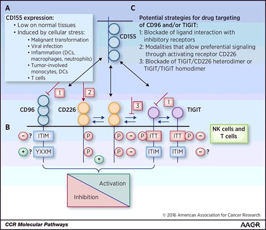 Molecular Pathways: Targeting CD96 and TIGIT for Cancer Immunotherapy ...