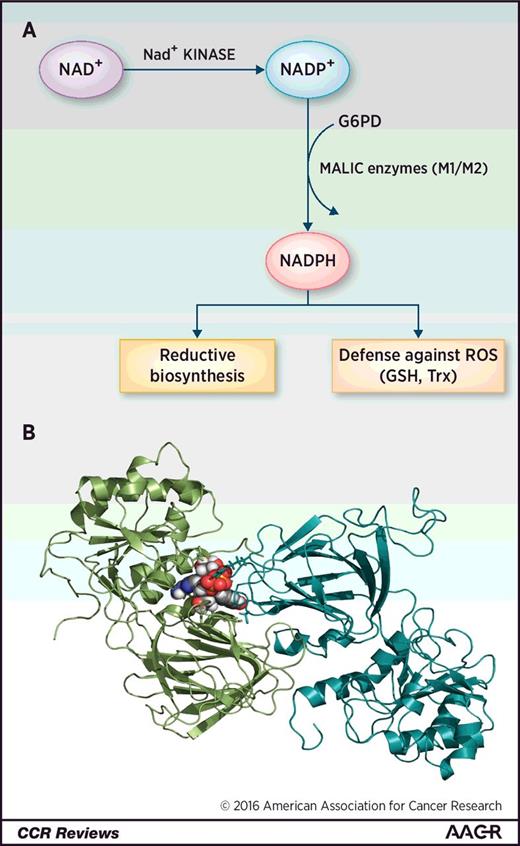 NAD+ Kinase as a Therapeutic Target in Cancer | Clinical Cancer ...