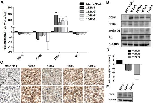 High CDK6 Protects Cells from Fulvestrant-Mediated Apoptosis and is a ...