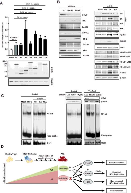 Dysregulation of c-Myb Pathway by Aberrant Expression of Proto-oncogene ...