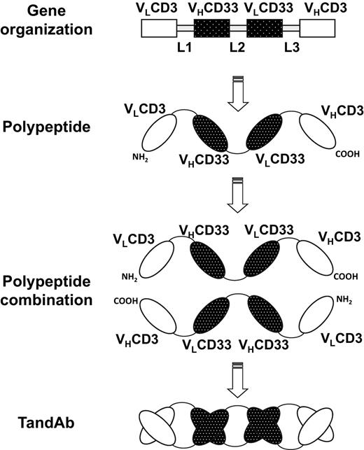 Characterization of CD33/CD3 Tetravalent Bispecific Tandem Diabodies ...