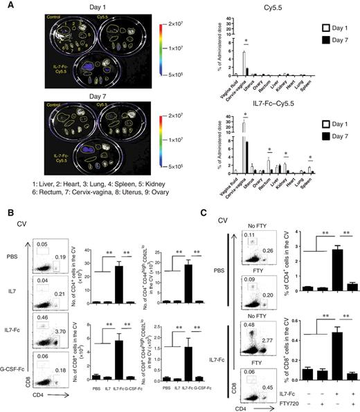Intravaginal Administration of Fc-Fused IL7 Suppresses the Cervicovaginal Tumor by Recruiting ...