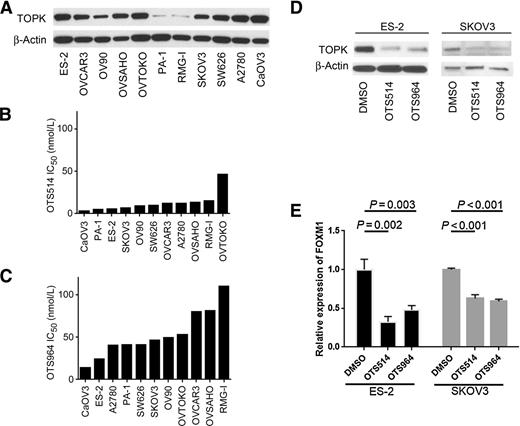 T-LAK Cell-Originated Protein Kinase (TOPK) as a Prognostic Factor and ...