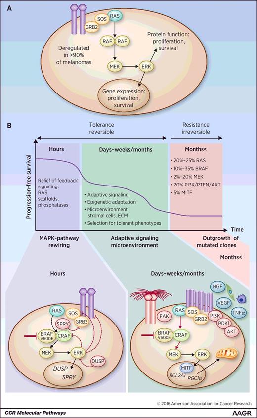 Molecular Pathways: Maintaining MAPK Inhibitor Sensitivity by Targeting ...