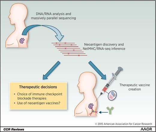 Cancer Neoantigens and Applications for Immunotherapy | Clinical Cancer ...
