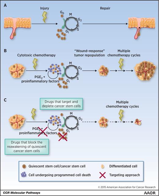 Molecular Pathways: Targeting Cancer Stem Cells Awakened by ...