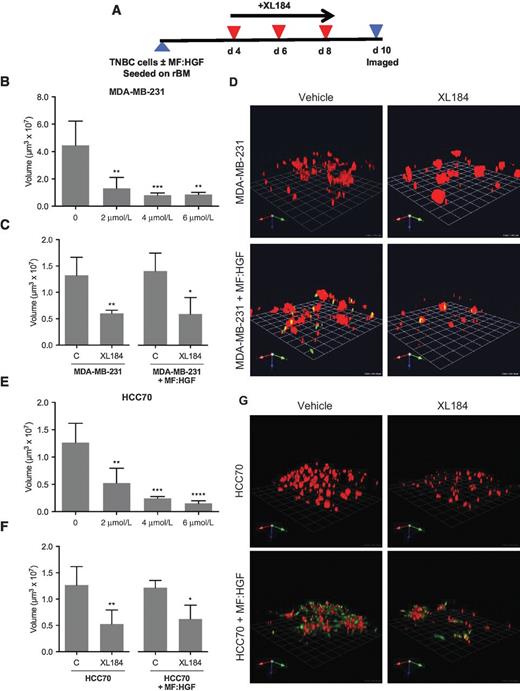 Cabozantinib (XL184) Inhibits Growth and Invasion of Preclinical TNBC ...