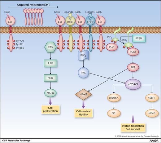 Molecular Pathways: AXL, a Membrane Receptor Mediator of Resistance to ...