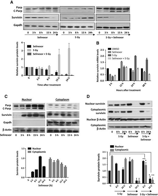 XPO1 Inhibition Enhances Radiation Response in Preclinical Models of ...