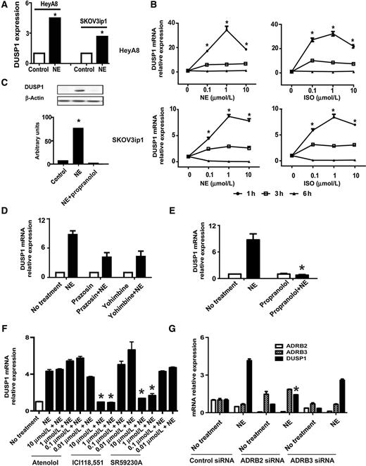 Adrenergic Stimulation of DUSP1 Impairs Chemotherapy Response in ...