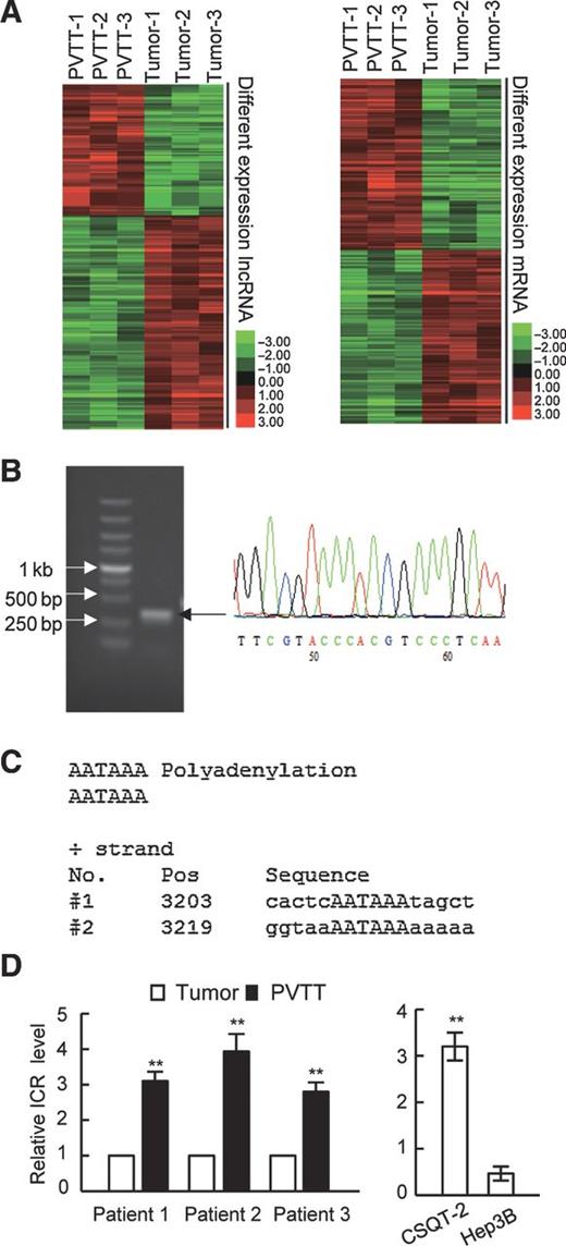 ICAM-1–Related Noncoding RNA in Cancer Stem Cells Maintains ICAM-1 ...
