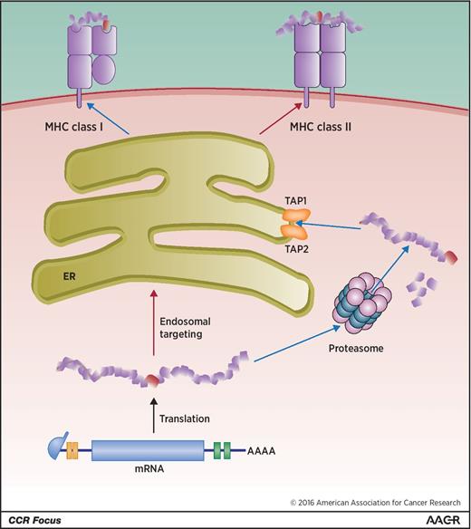 Targeting the Heterogeneity of Cancer with Individualized Neoepitope ...