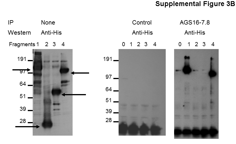 AGS16F Is a Novel Antibody Drug Conjugate Directed against ENPP3 for ...