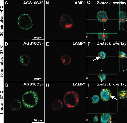 AGS16F Is a Novel Antibody Drug Conjugate Directed against ENPP3 for ...