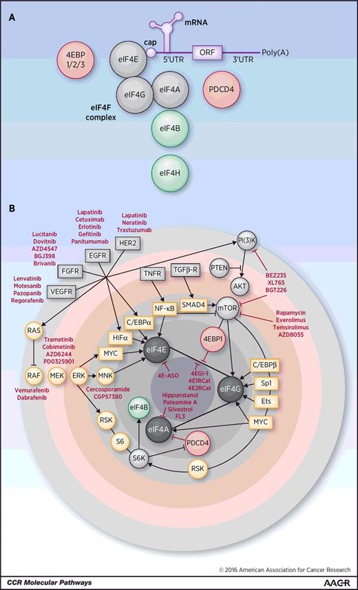 Molecular Pathways: The eIF4F Translation Initiation Complex—New ...