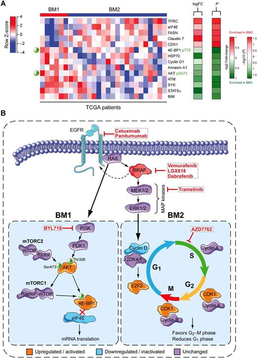 BRAF V600E Mutant Colorectal Cancer Subtypes Based on Gene Expression ...