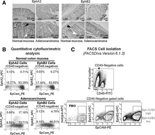 Dysregulation of EGFR Pathway in EphA2 Cell Subpopulation Significantly ...