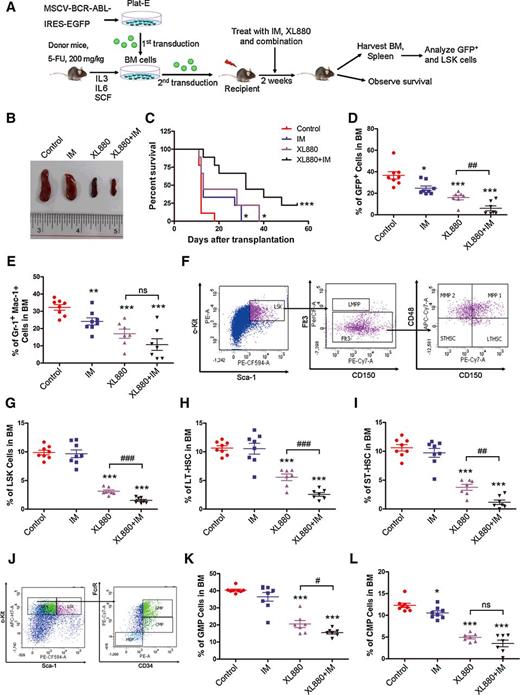 Gas6/AXL Signaling Regulates Self-Renewal of Chronic Myelogenous ...