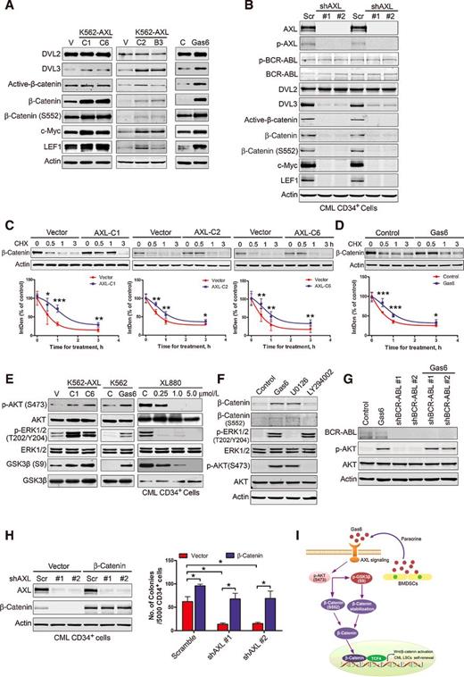 Gas6/AXL Signaling Regulates Self-Renewal of Chronic Myelogenous ...