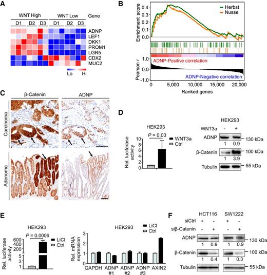ADNP Is a Therapeutically Inducible Repressor of WNT Signaling in ...