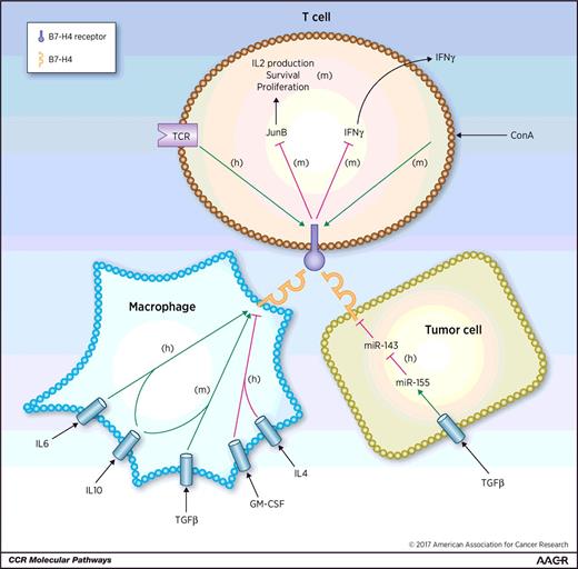 Molecular Pathways: Evaluating the Potential for B7-H4 as an ...