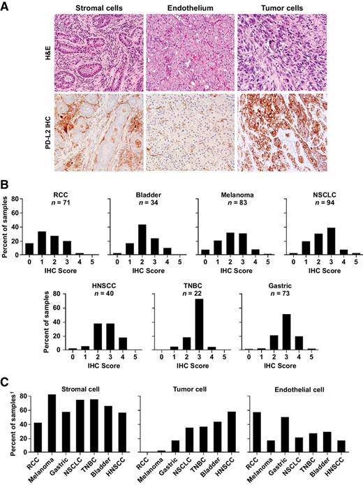 PD-L2 Expression in Human Tumors: Relevance to Anti-PD-1 Therapy in ...