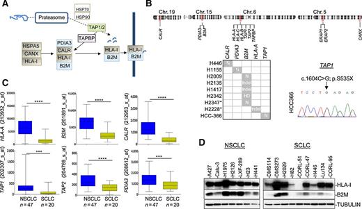 Genomic Profiling of Patient-Derived Xenografts for Lung Cancer ...