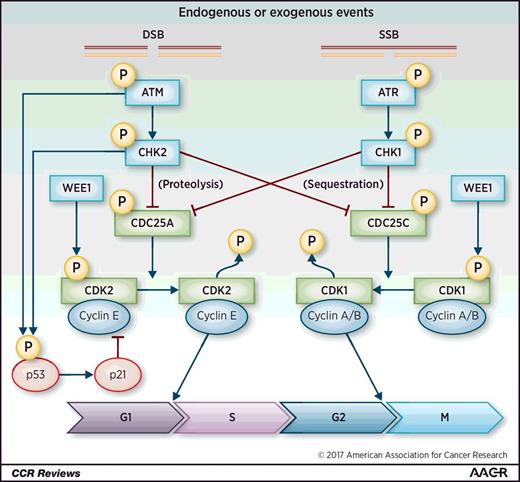 Achieving Precision Death with Cell-Cycle Inhibitors that Target DNA ...