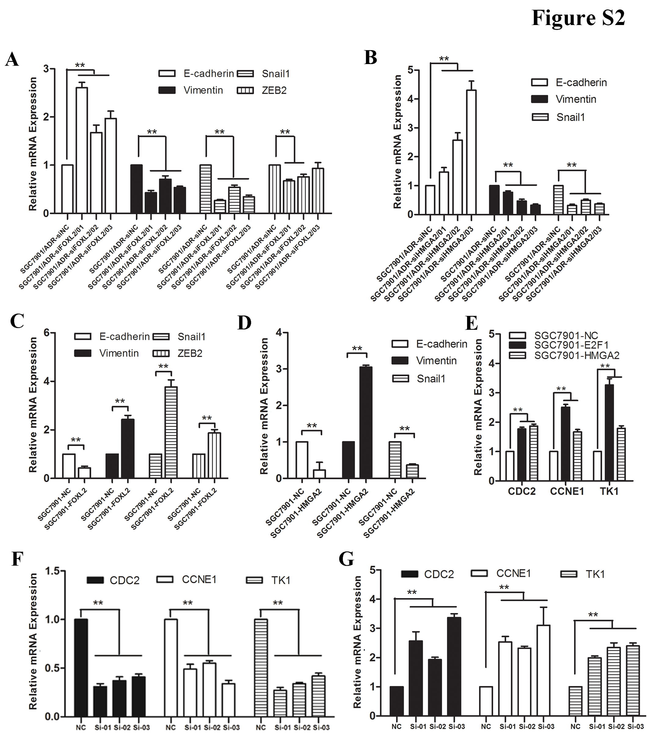 HMGA2–FOXL2 Axis Regulates Metastases and Epithelial-to-Mesenchymal ...
