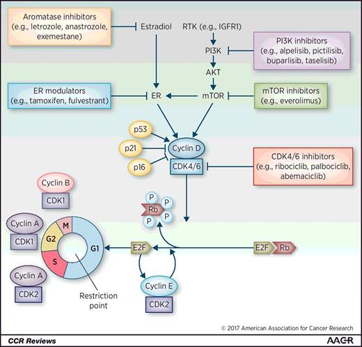 Ribociclib (LEE011): Mechanism of Action and Clinical Impact of This ...