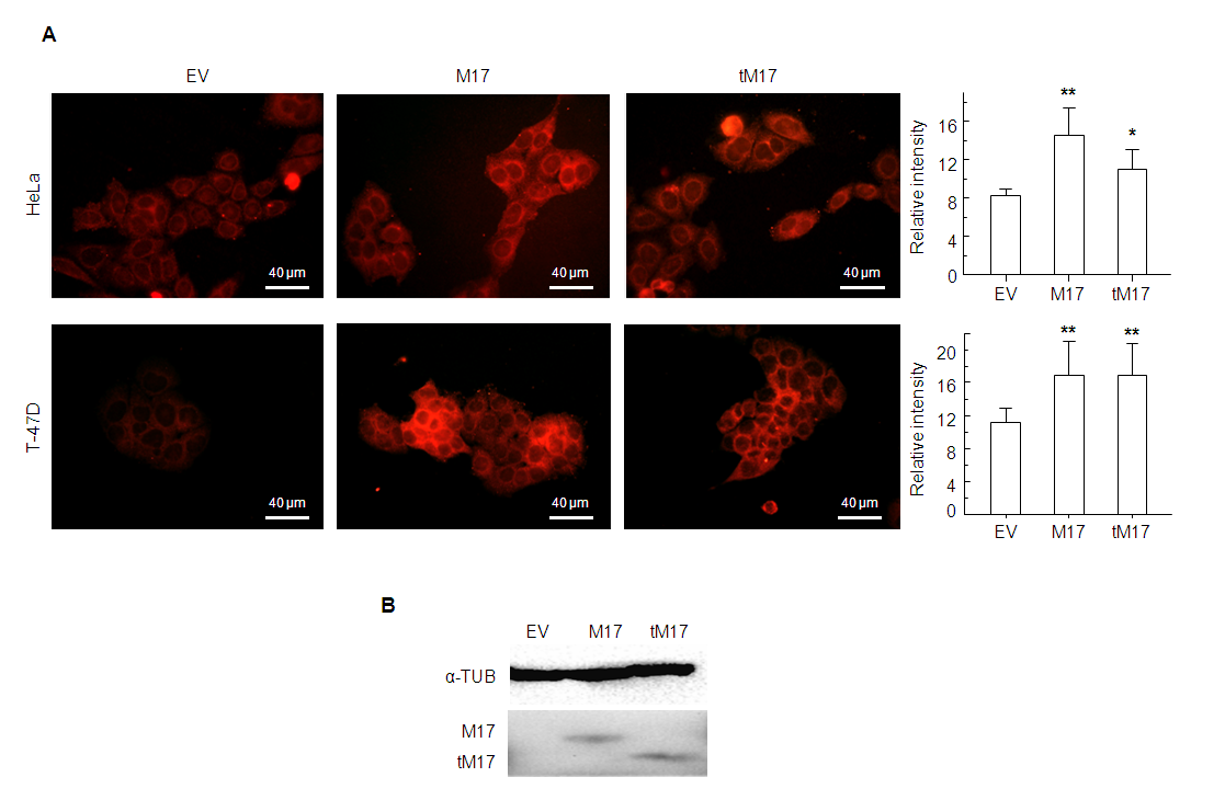 The Cargo Protein MAP17 (PDZK1IP1) Regulates the Cancer Stem Cell Pool ...