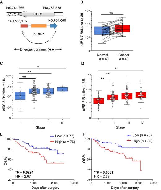 Circular RNA ciRS-7—A Promising Prognostic Biomarker and a Potential ...