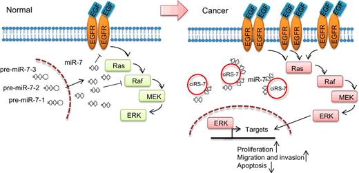 Circular RNA ciRS-7—A Promising Prognostic Biomarker and a Potential ...