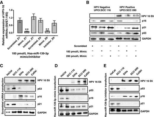 Role of Host miRNA Hsa-miR-139-3p in HPV-16–Induced Carcinomas | Clinical Cancer Research ...