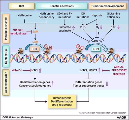 Molecular Pathways: Metabolic Control of Histone Methylation and Gene ...