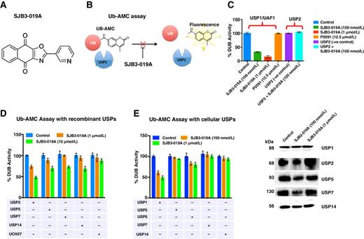 Blockade of Deubiquitylating Enzyme USP1 Inhibits DNA Repair and ...
