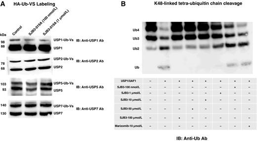 Blockade of Deubiquitylating Enzyme USP1 Inhibits DNA Repair and ...