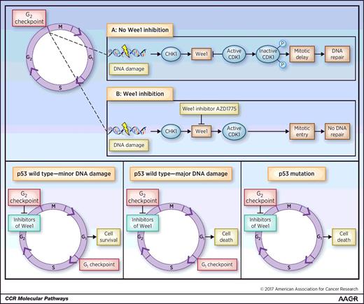 Molecular Pathways: Targeting the Protein Kinase Wee1 in Cancer ...