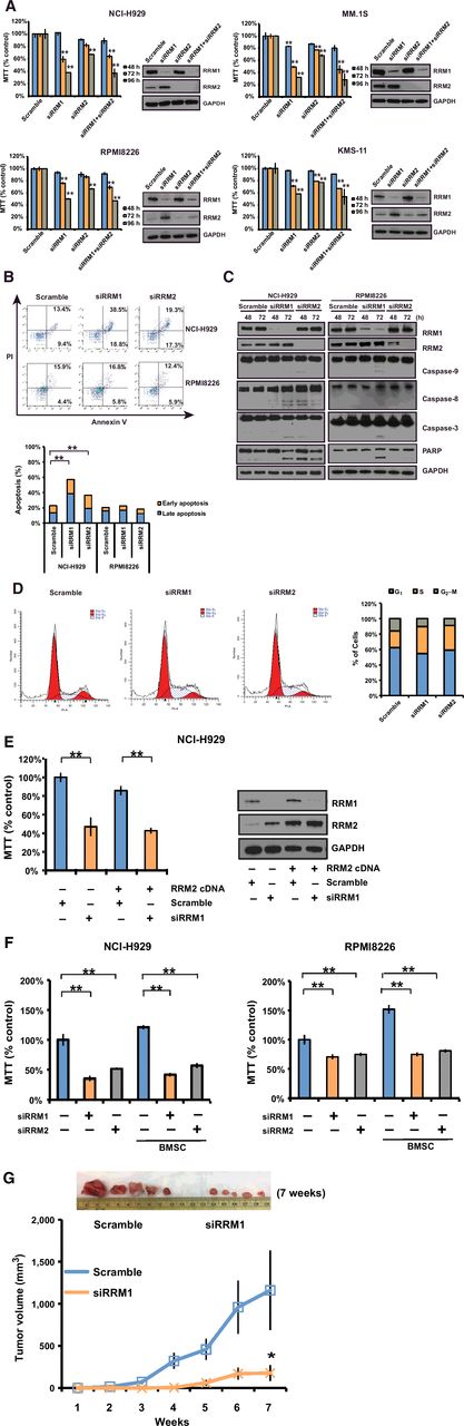 Ribonucleotide Reductase Catalytic Subunit M1 (RRM1) as a Novel ...