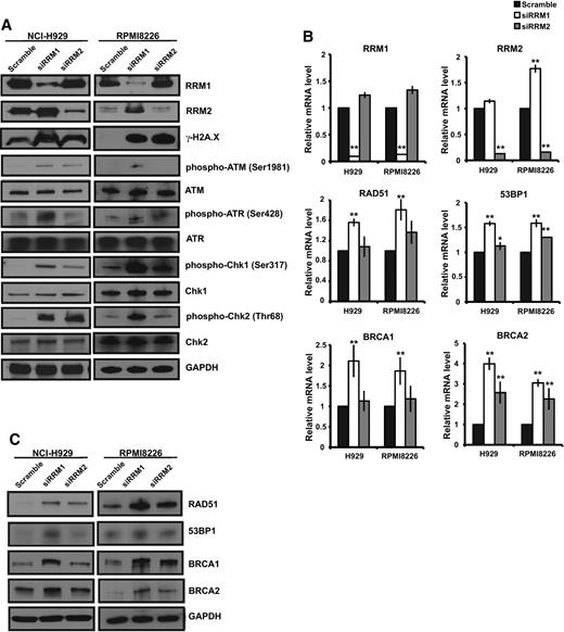 Ribonucleotide Reductase Catalytic Subunit M1 (RRM1) as a Novel ...