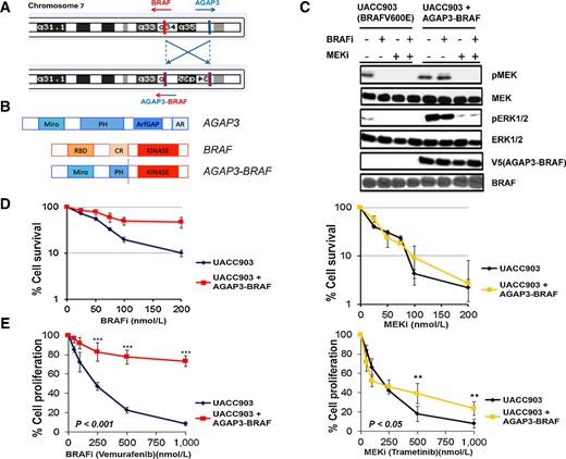 BRAF Fusion as a Novel Mechanism of Acquired Resistance to Vemurafenib ...