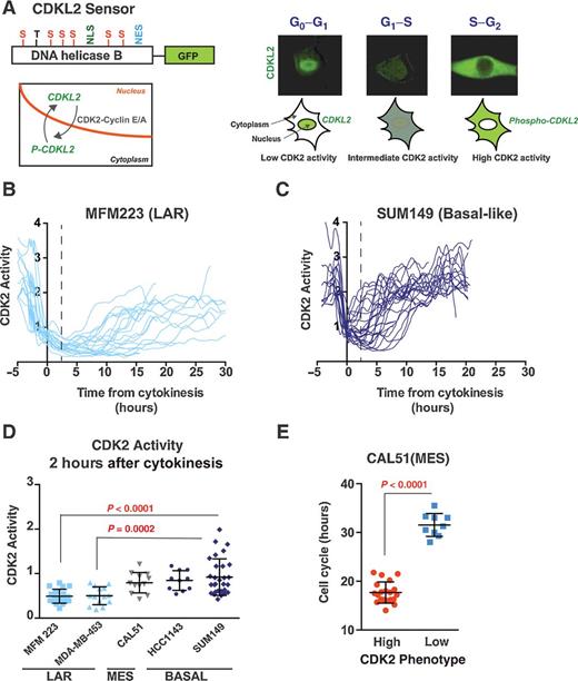 Single-Cell Dynamics Determines Response to CDK4/6 Inhibition in Triple ...