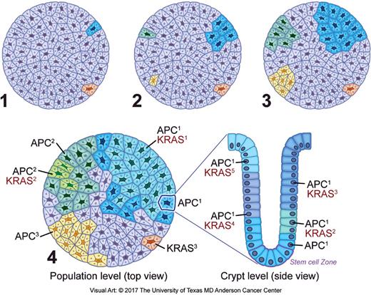 Mutational Heterogeneity in APC and KRAS Arises at the Crypt Level and ...