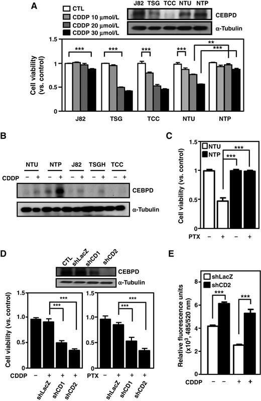 Inhibition of the EGFR/STAT3/CEBPD Axis Reverses Cisplatin Cross ...