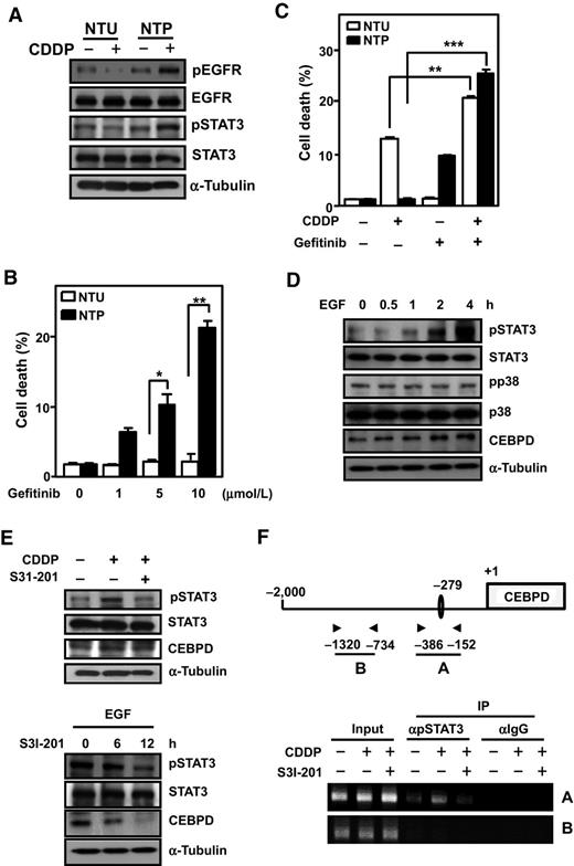 Inhibition of the EGFR/STAT3/CEBPD Axis Reverses Cisplatin Cross ...
